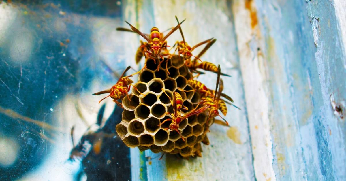 3 Pests Attracted to the Exterior Windows of Your Home - Reliant ...